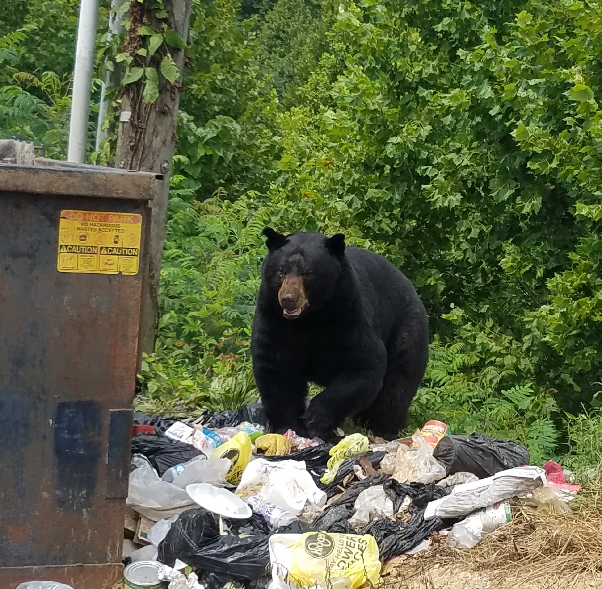 Prevention may ease some of the most common bear issues – McCreary Journal