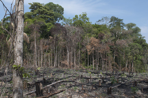 Concerns grow over theft of private timber – McCreary Journal