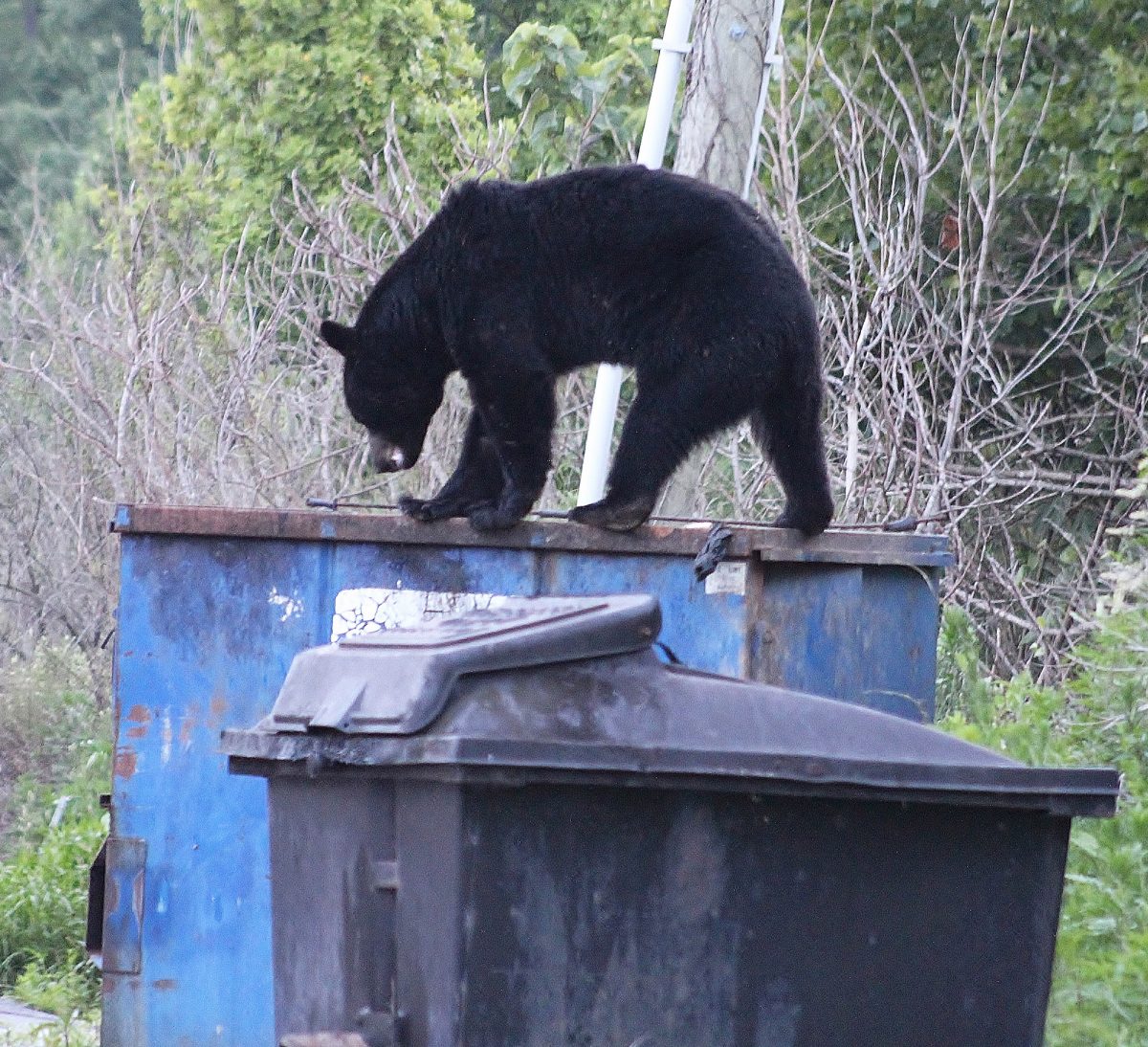 Bear With Us – McCreary Journal